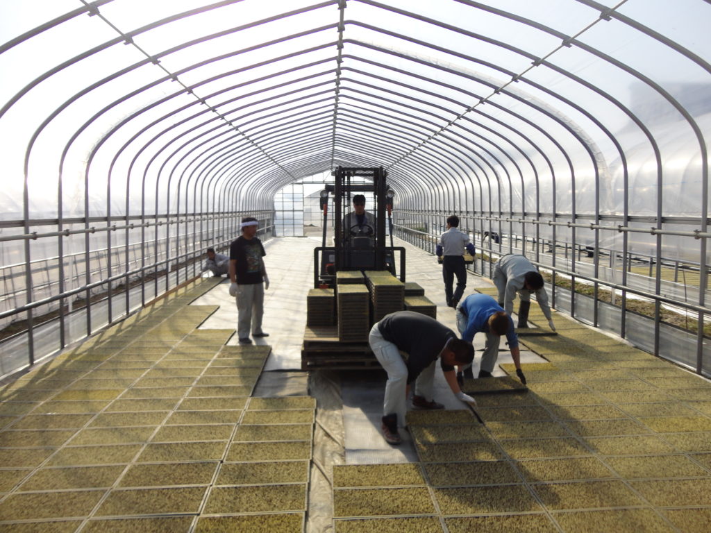 苗並べ | 株式会社グリーンちゅうず 滋賀県野洲市のお米を全国へ