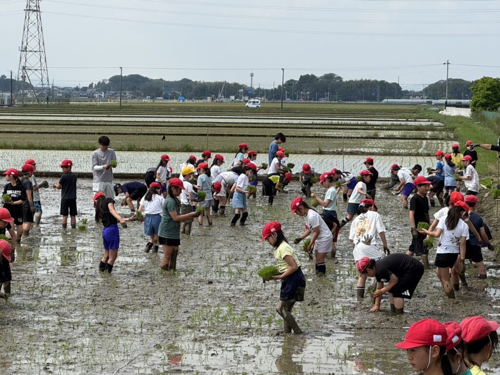 スクール農園~2025~ | 株式会社グリーンちゅうず 滋賀県野洲市のお米を全国へ