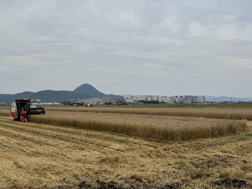 麦刈りが始まりました。 | 株式会社グリーンちゅうず 滋賀県野洲市のお米を全国へ