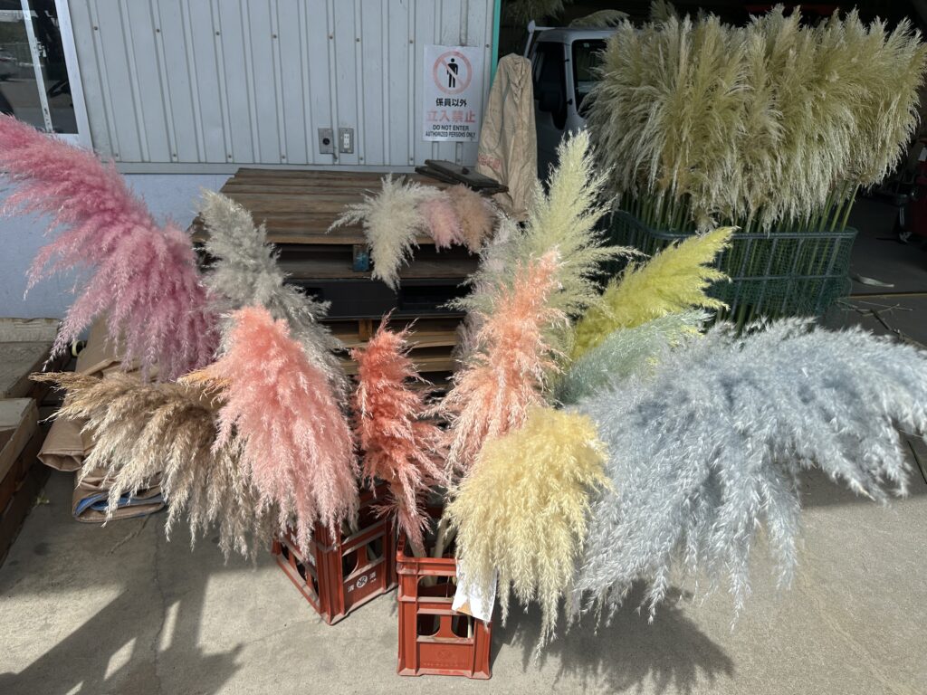 パンパスグラス出荷 | 株式会社グリーンちゅうず 滋賀県野洲市のお米を全国へ